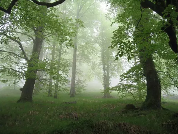 Meža joslas biogeocenotiskā seguma izskata antropogēnie nosacījumi 10022_2