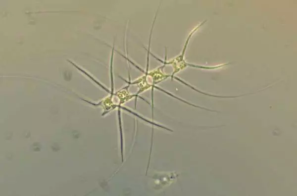 Chaetoceros hüppeline seade 10024_2