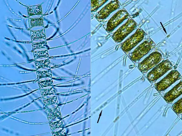 Chaetoceros hüppeline seade 10024_4