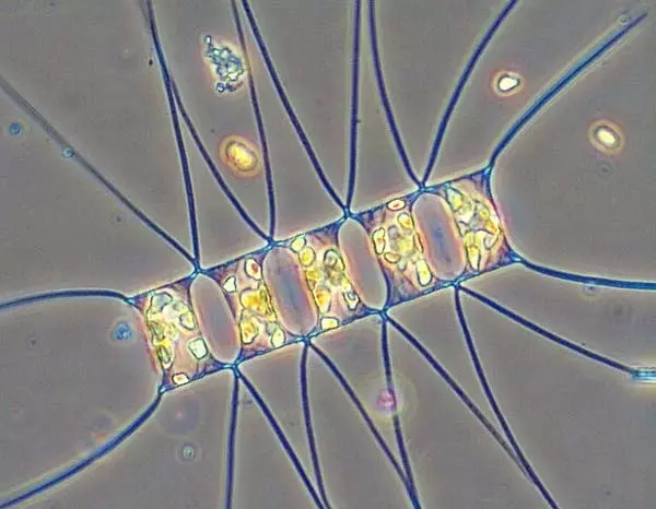 Chaetoceros hüppeline seade 10024_5