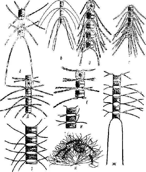 Chaetoceros hüppeline seade 10024_6