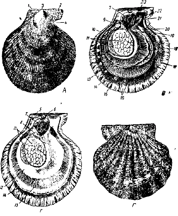 Sint -jakobsschelpen (Pecten) 10042_2