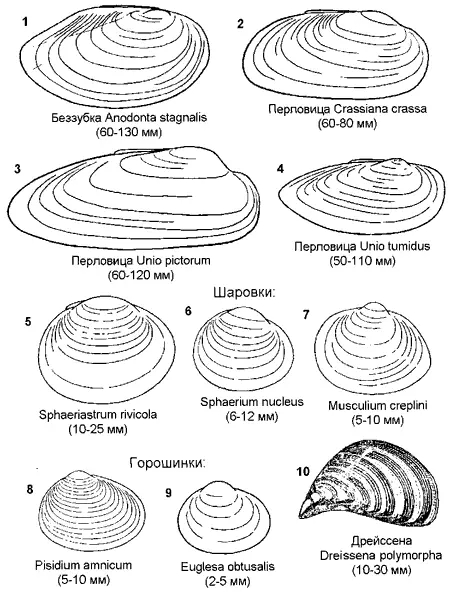 Mollusc Class Bivalve - Bivalvia.