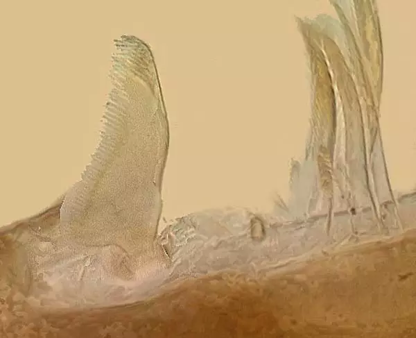 Larva dan pupae Endochironomus 10133_2