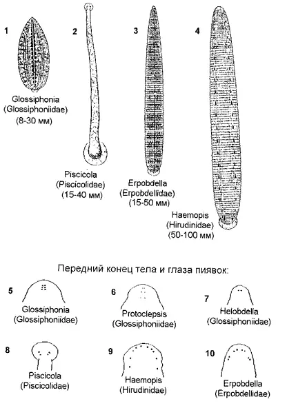 Sehlopha sa Leech - Hirudinea.