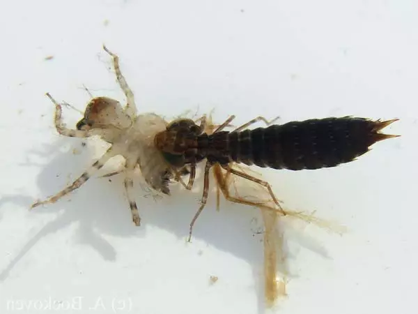 Pernafasan larva capung 10144_1