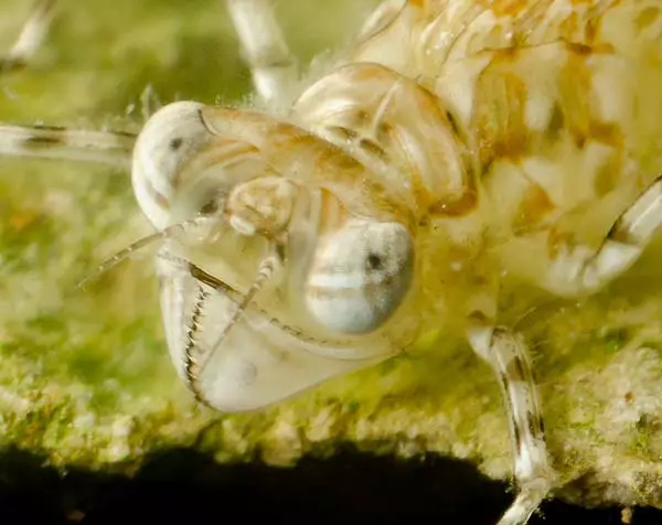 Pernafasan larva capung 10144_2