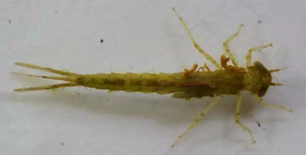 Pernafasan larva capung 10144_3