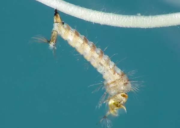 Mansonia yoov tshaj cum larva thiab pupae 10228_1