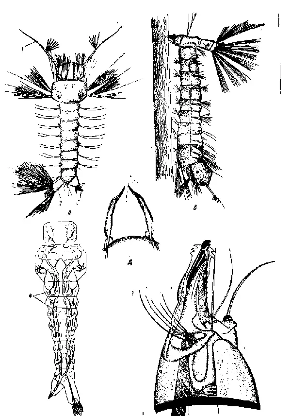 ຕົວອ່ອນຂອງແມງວັນ Mansonia ແລະ pupae 10228_2