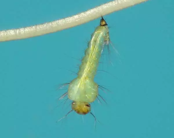 Larva dan pupae nyamuk Mansonia 10228_3