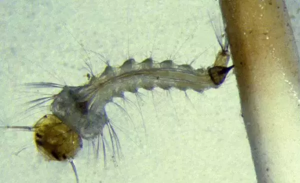 Larva dan pupae nyamuk Mansonia 10228_4