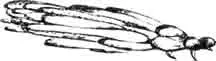 Gusjenica gliste (Psychidae)