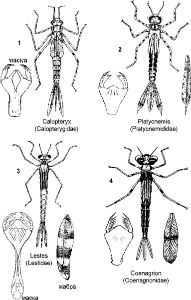 Homoptera guldsmede.