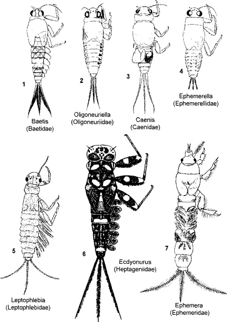 Mayflies (Ephemeroptera)