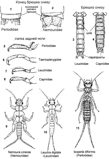 Wieśnianka (Plecoptera)