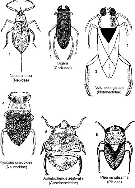 Bug-uri de apă.