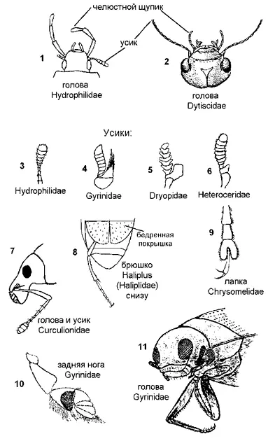 Beetles, morphology ti awọn agbalagba.