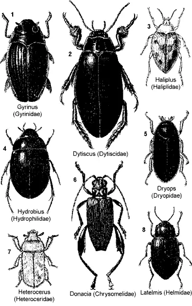 Beetles, irisi agbalagba.