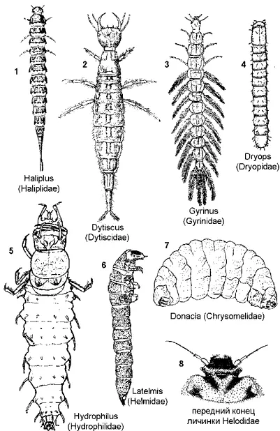 Escaravellos acuáticos (Coleoptera) - Larvas