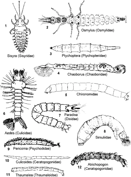 จอประสาทตา. Diptera (บางส่วน)