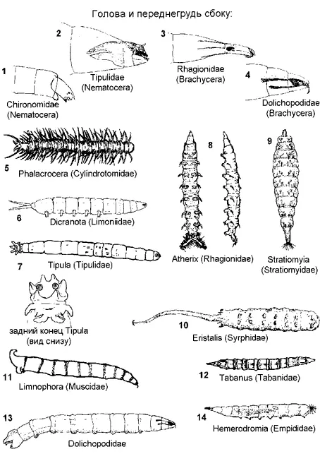 Dípteros (parte).