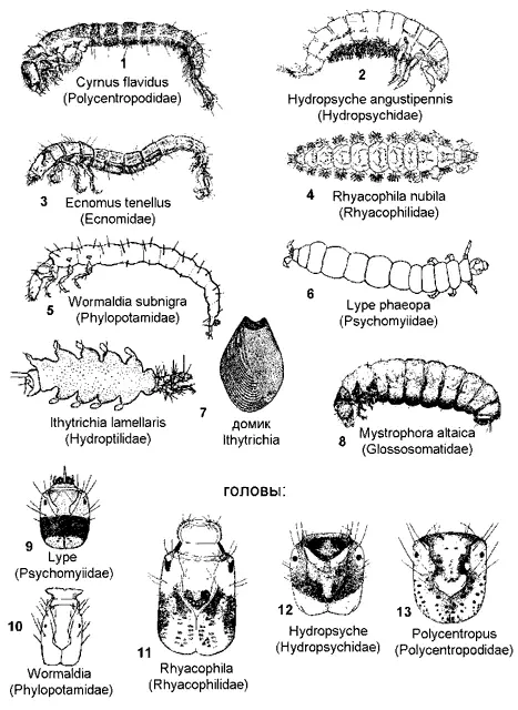 Caddisflies (Trichoptera)