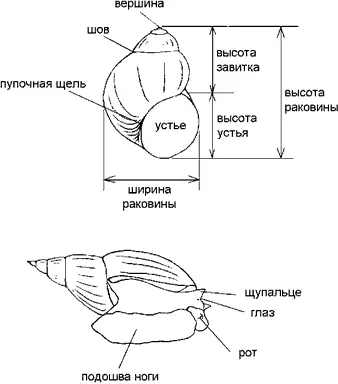 Gastropodoj de dolĉaj akvoj de la centro de Eŭropa Rusio