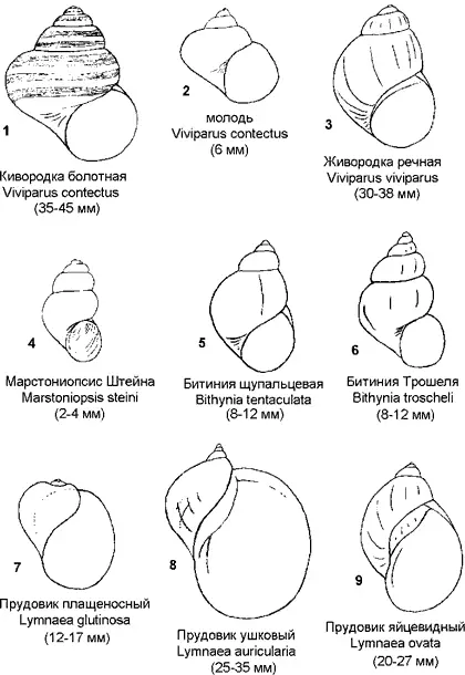 Portatori di vivi. Idrobia. Bitinia. Lumache di stagno.