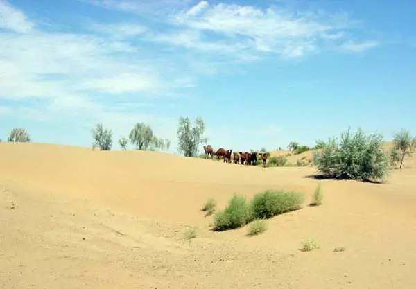 Vegetation ya qonaxa yekem a zêdebûna zêde ya sand 10569_1