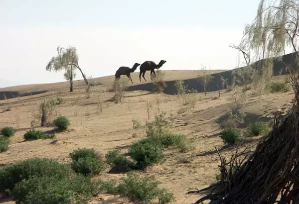 Végétation de la première phase de surcroissance des sables 10569_2