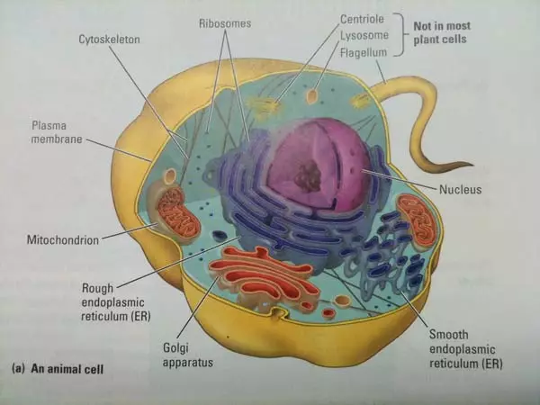 Parenchyma uye parenchymal maseru anobatanidzwa mukugaya chikafu 10696_1