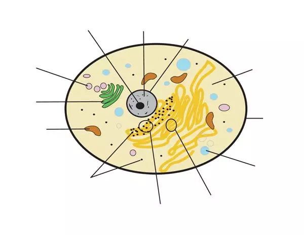 Kuyesa kwamalamulo a biogenetic 10715_1