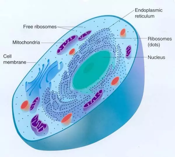 Fylembryogenetische transformaties van branchiogene epithelia 10727_1