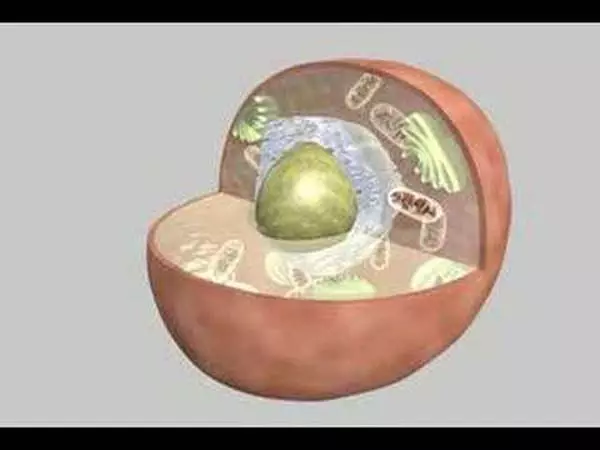 El rudiment de l’epidermis en la histogènesi embrionària 10742_1