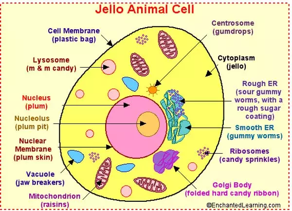 Ang bungbong sa coelom ug coelomoduct mitungha sa filogeny gikan sa parehas nga materyal 10761_1