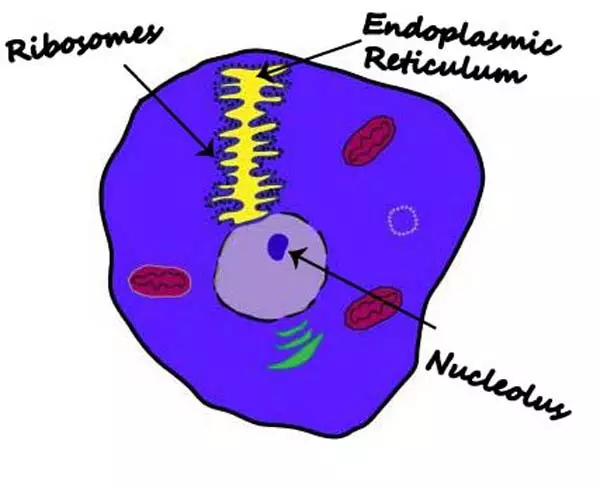 Epithelium nephrodermal iray manontolo 10763_1