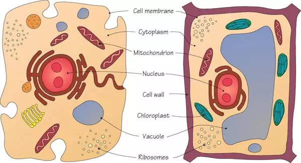 Glyocyten zijn diverser in structuur en functie dan neuronen 10778_1