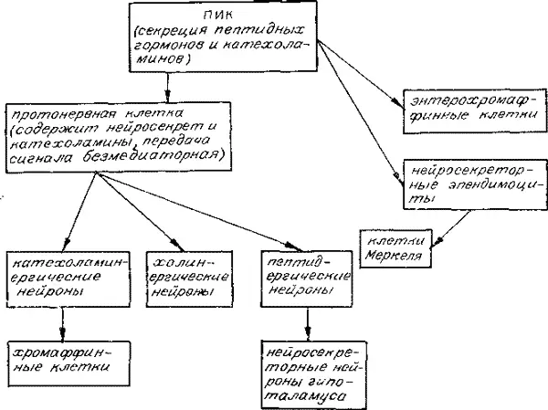 Mae glycocytes yn fwy amrywiol o ran strwythur a swyddogaeth na niwronau 10778_2