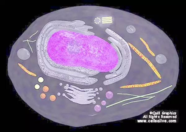 Is-sors ewlieni tat-tessuti tal-ambjent intern f'Actinotrochozoa huwa l-coelom 10781_1