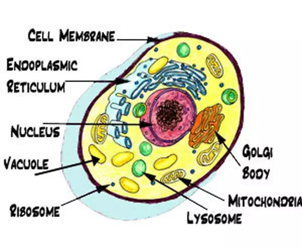 Suiga o Actinotrochozoa endoderm o fale ma le coelomoderm 10788_1