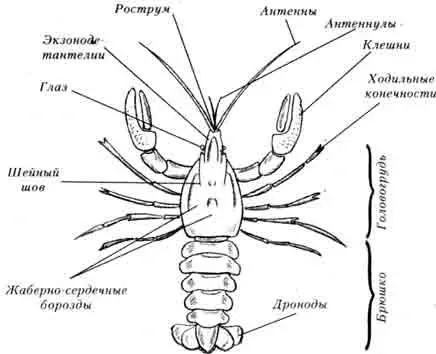 KIRASI YEMAHARA CANCER (MALACOSTRACA)