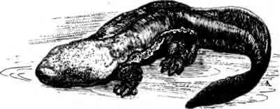 Kitajski velikanski salamander Andrias davidianus (Blanchard, 1871)