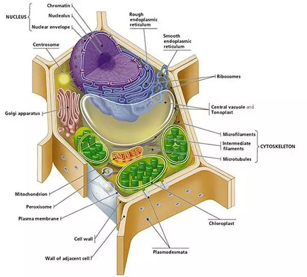 Atụmatụ ndị ọzọ nke myirịta nke epithelium epithelium na ibe ya 10842_1