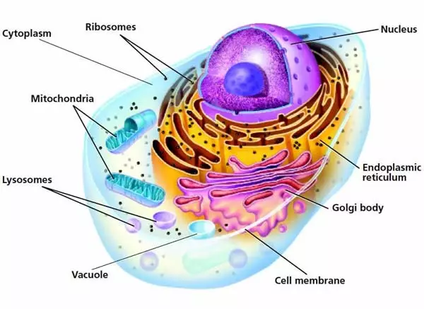 Egzistans nan tisi nan misk neuroectodermal 10852_1