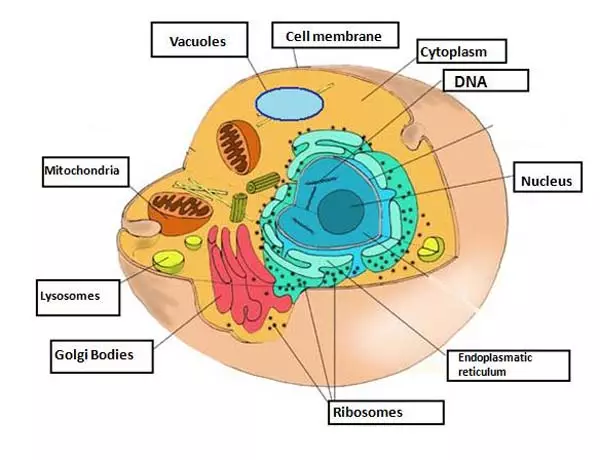 Brangiogeense epiteeli ja epidermise sarnasused