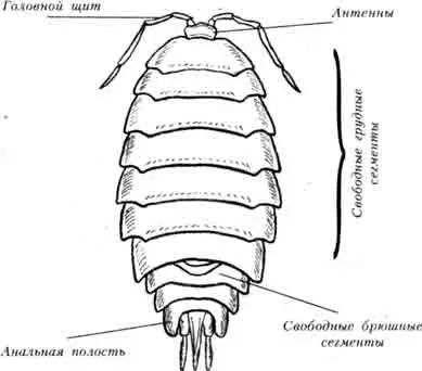 Leska (Oniscus asellus)