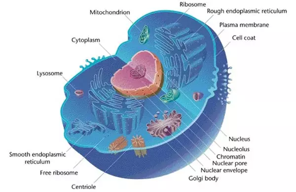 Žiaunų žarnyno rudimento savybių transformacija veikiant epidermiui 10883_1