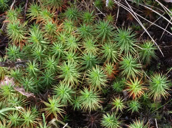 Plantegroei van die Khibiny -rotse 10930_1