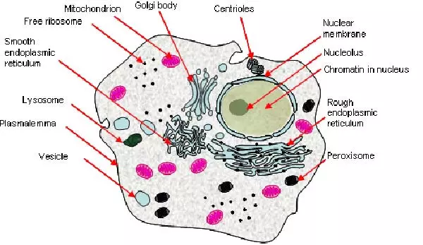 Embrüonaalsete ja loote kudede kultuuride eristamine 10937_1